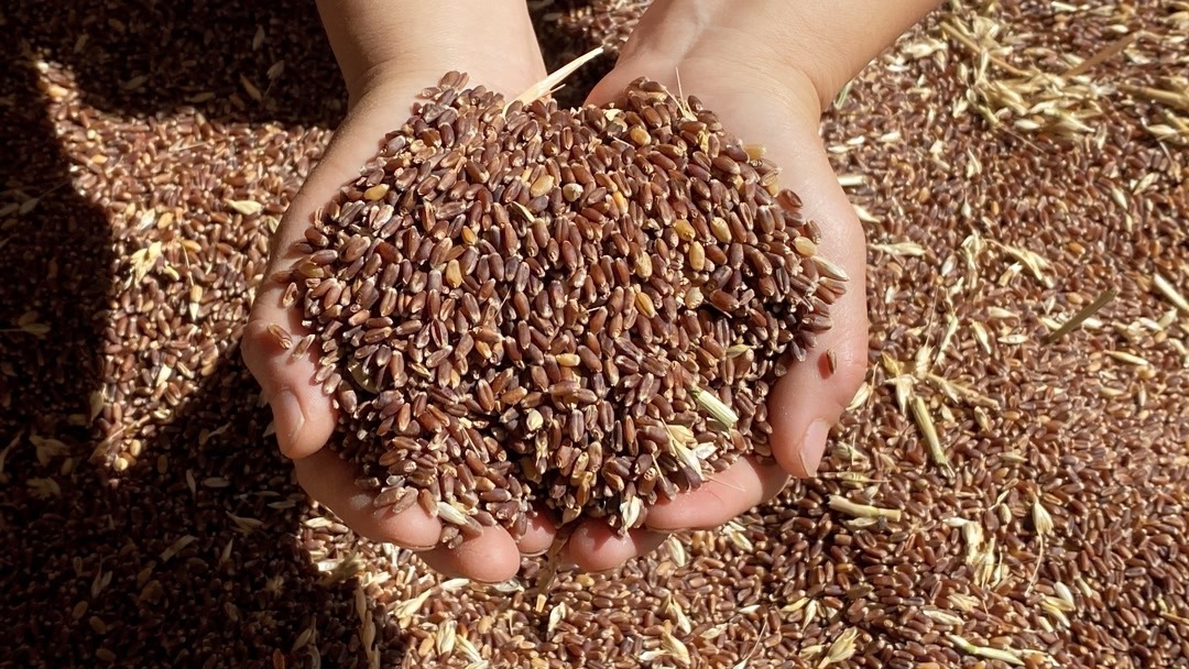 种黑小麦大家见过吗?248天生长过程,载满收获喜悦和黑麦的美味