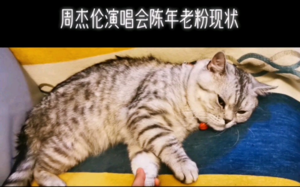 周杰伦线上演唱会重映,陈年老粉努力培养修猫成为杰迷接班人!