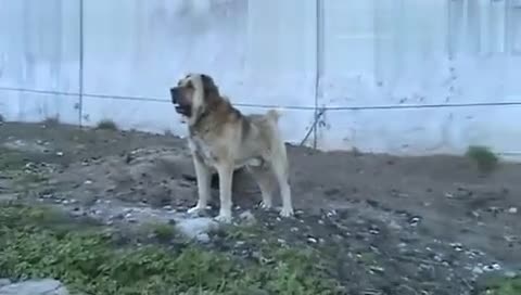 三岁半中亚牧羊犬公犬打斗中亚牧羊犬 斗犬 猛犬