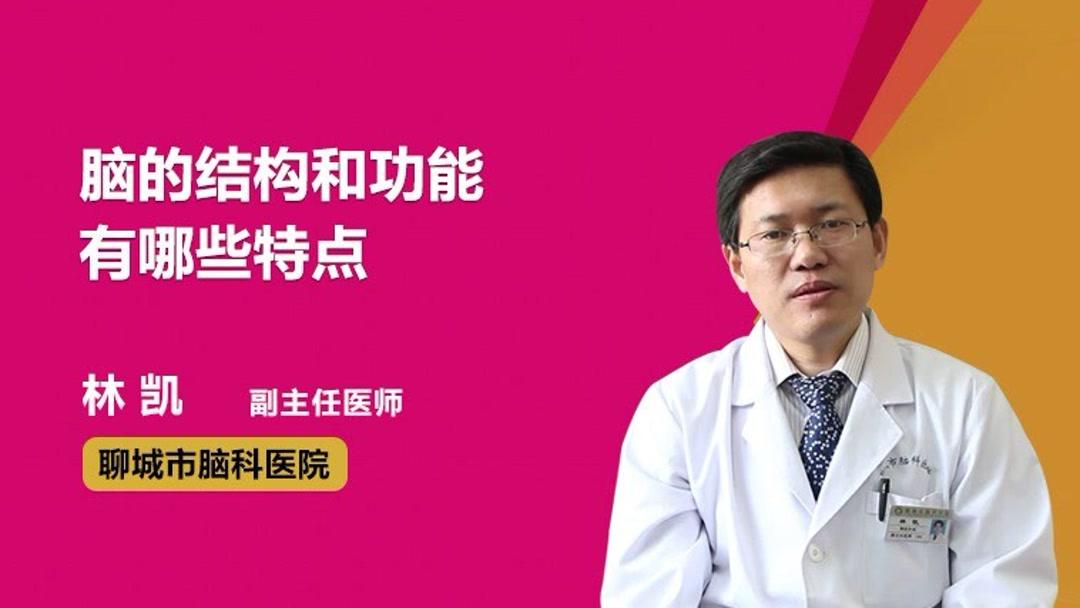 脑的结构和功能有哪些特点