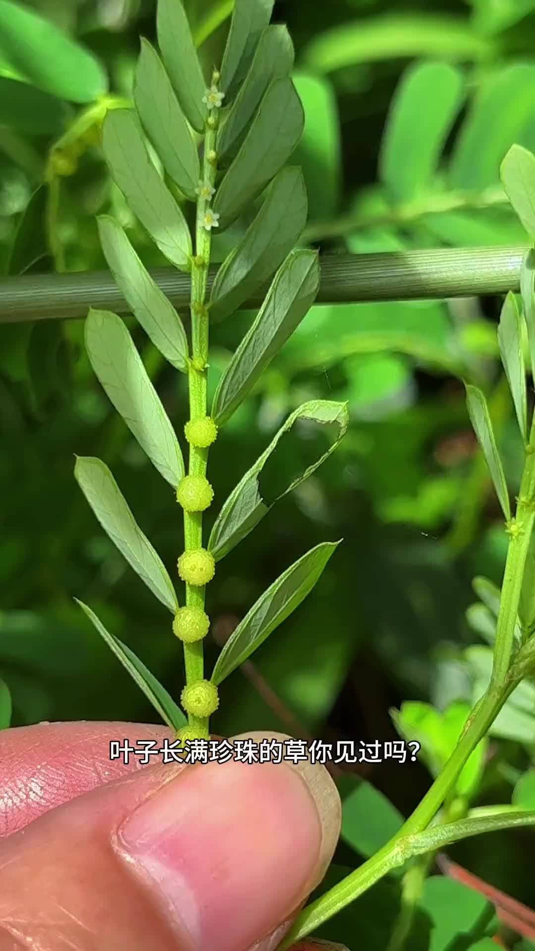 叶子长满珍珠的草,你懂它的价值吗?