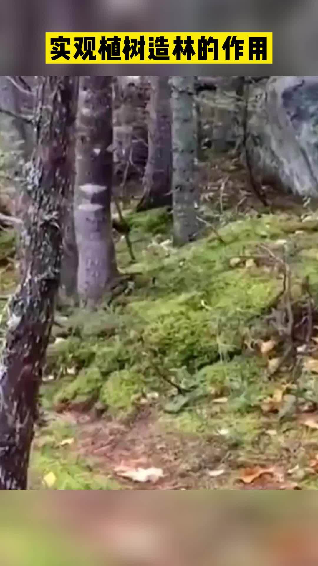 实观植树造林的作用