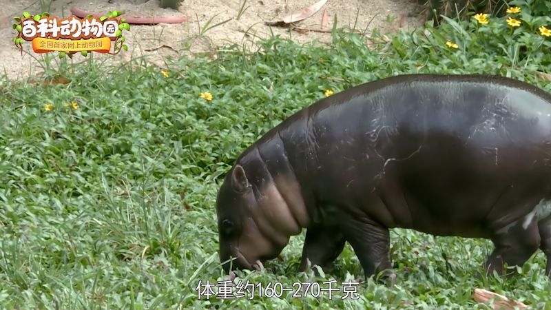 倭河马的形态特征是什么?