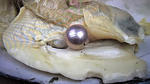 蚌壳里面满满的都是珍珠,就连扇贝里面也有,还是彩色珠