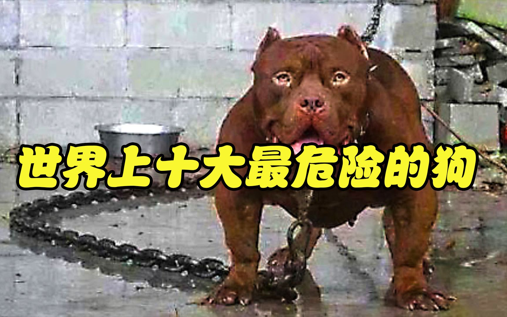 世界上最凶残的狗,一旦被咬住,不死即伤