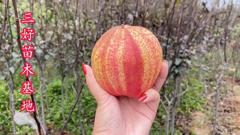 早酥红梨树苗基地,像彩虹一样的梨7月份成熟,口感脆甜