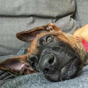 球球鸡游戏解说 