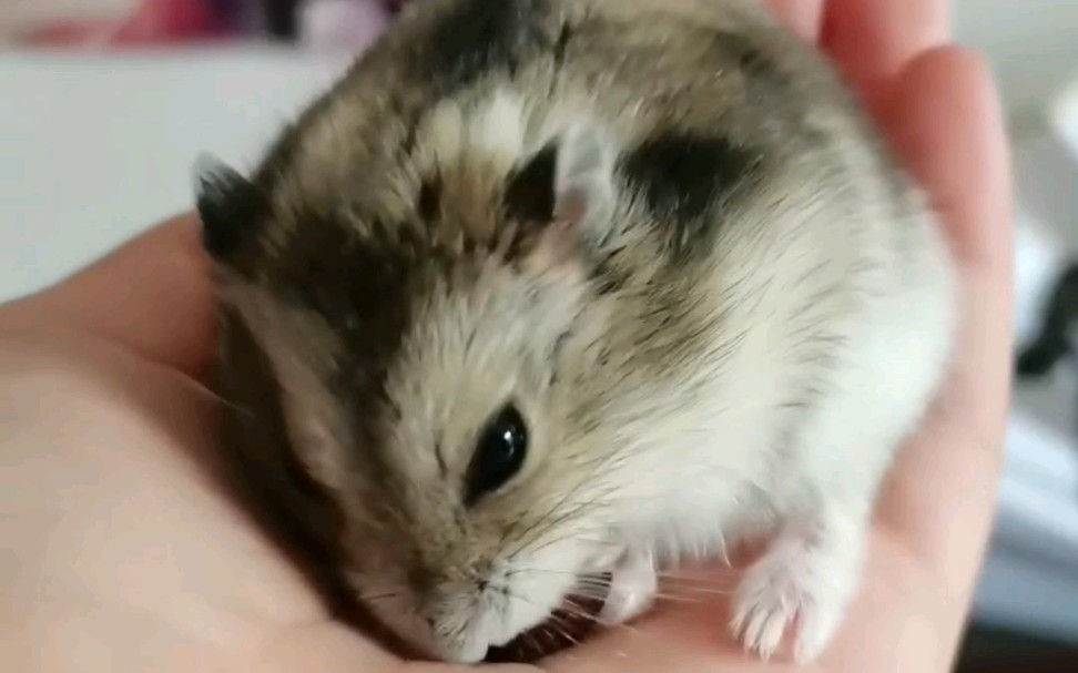【仓鼠观察日记】掌心鼠第一次在手上吃东西呀!