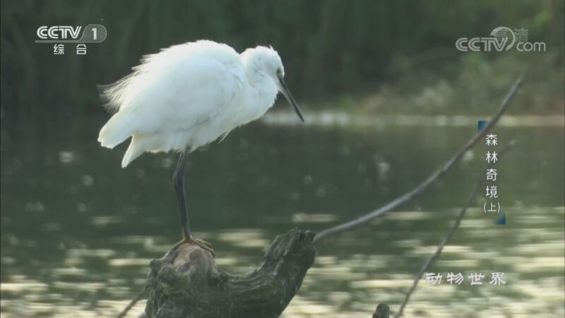 《动物世界》 20201024 森林奇境(上)