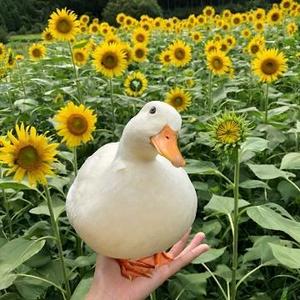 杜大鹅 