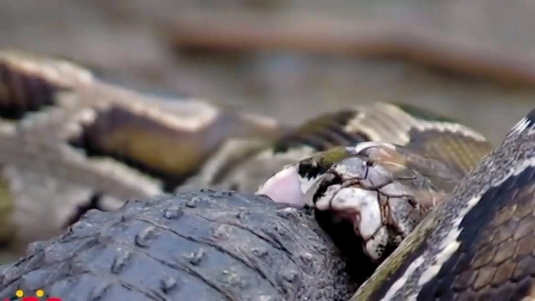 动物世界:大蟒蛇直接生吞鳄鱼,真是太可怕了,蟒蛇居然这么厉害