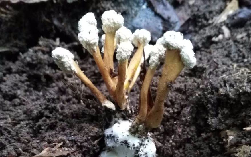 【传统文化】中药小讲堂 第二期