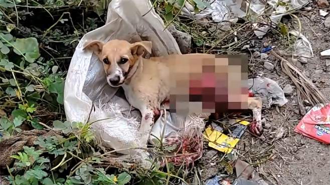 太残忍!流浪狗被车撞飞,内脏破体而出只能等死,结果奇迹发生了
