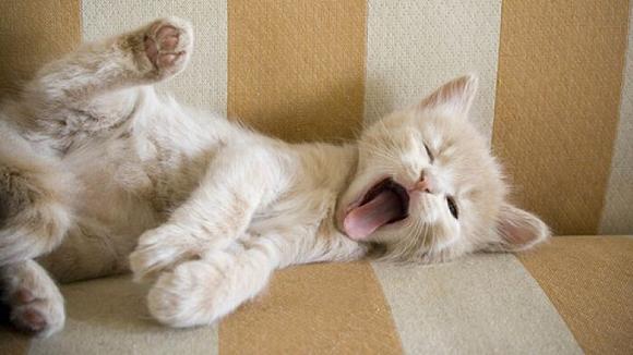 猫咪有这四种表现,说明它很爱你,赶紧捂着嘴偷着乐吧!