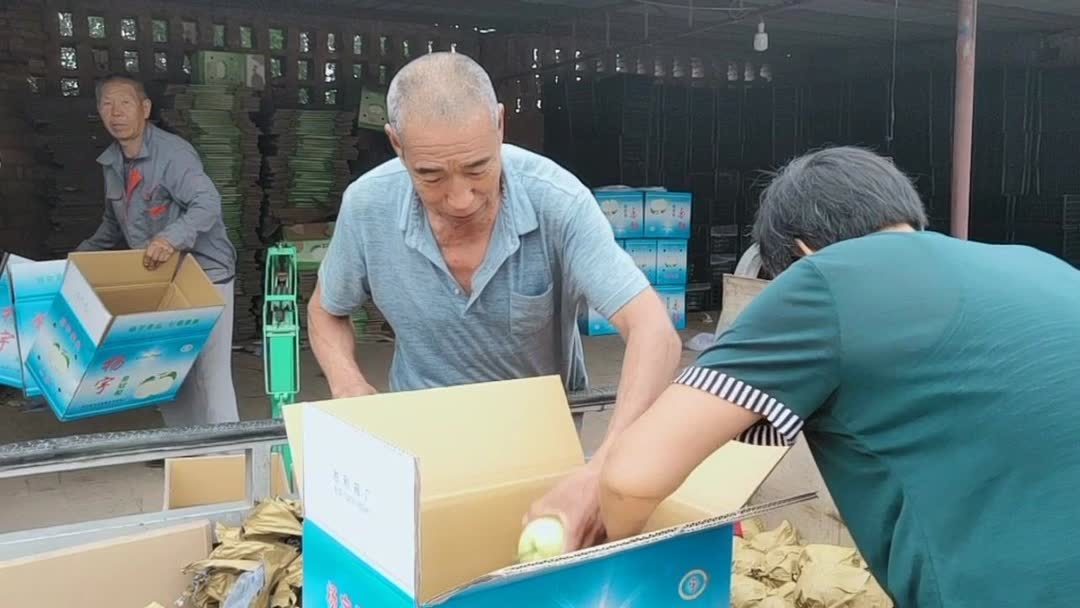 河北农村皇冠梨全面上市!价格暴跌梨农苦不堪言,不忍低价卖掉