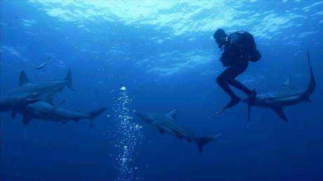 神秘的海底世界,奇特动物的生活