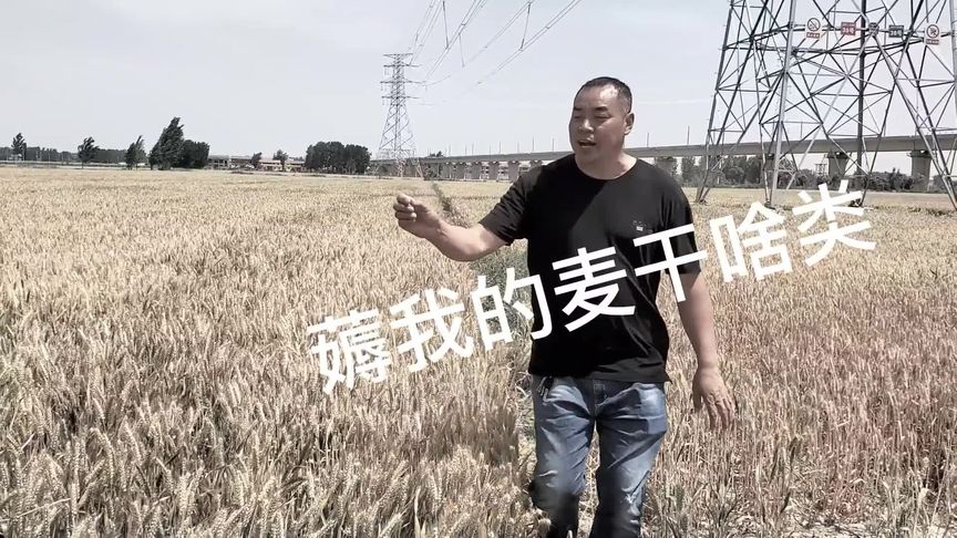 #doudream创作者计划 经营不诚信,损人又害己#农业 #丰收