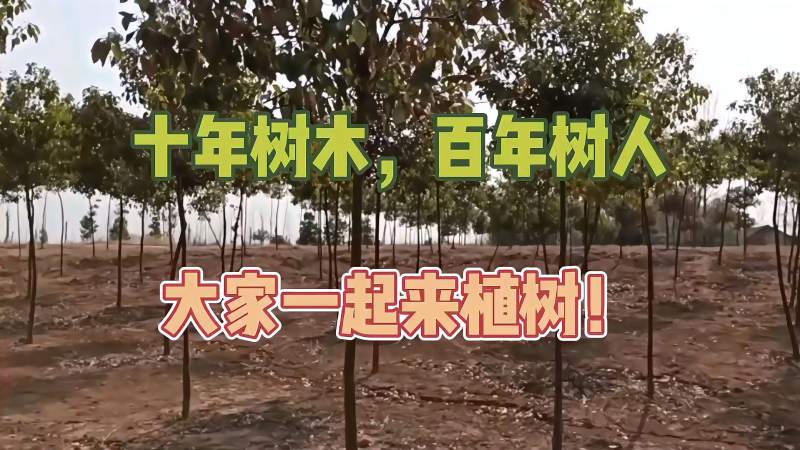 植树的意义在于记录时间,老屋勾起满满回忆,那些离我而去的时光