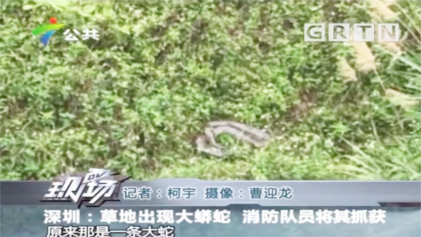 深圳:草地出现大蟒蛇,消防队员将其抓获