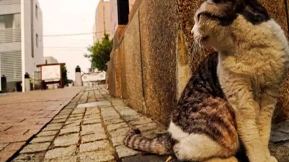 南京一小区多只流浪猫被投毒割喉致死,业主愤怒:监控没拍到他