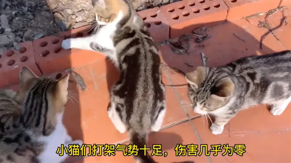 小猫们打架气势十足,伤害几乎为零