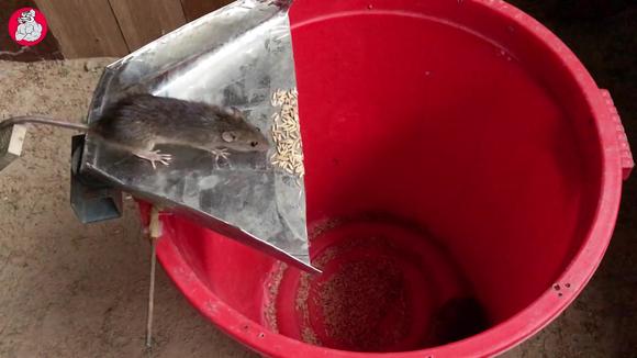 撮箕水桶自制捕鼠器?