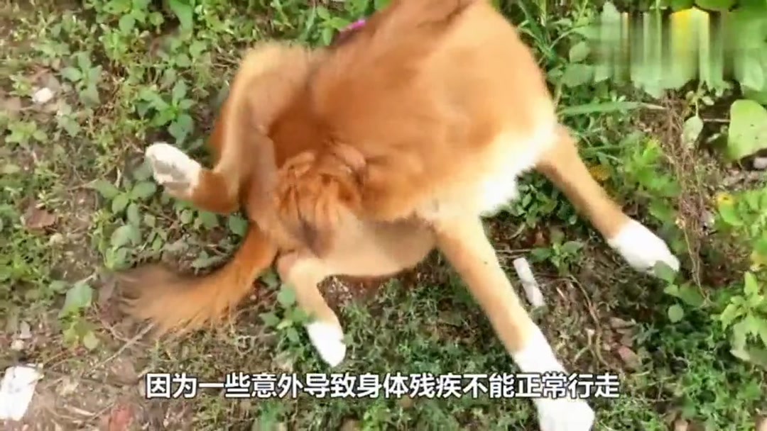 狗狗直立行走,网友感觉不对劲,走近一看潸然泪下!