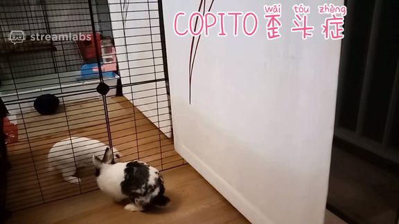 绝育术后第三天,歪头症抗生素使用的第三天,头却歪的更厉害了