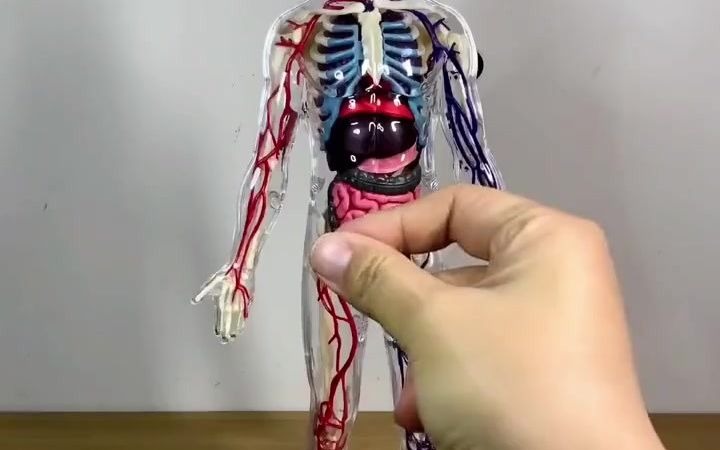 还在玩3D手办吗?姐已经开玩4D人体解剖啦!