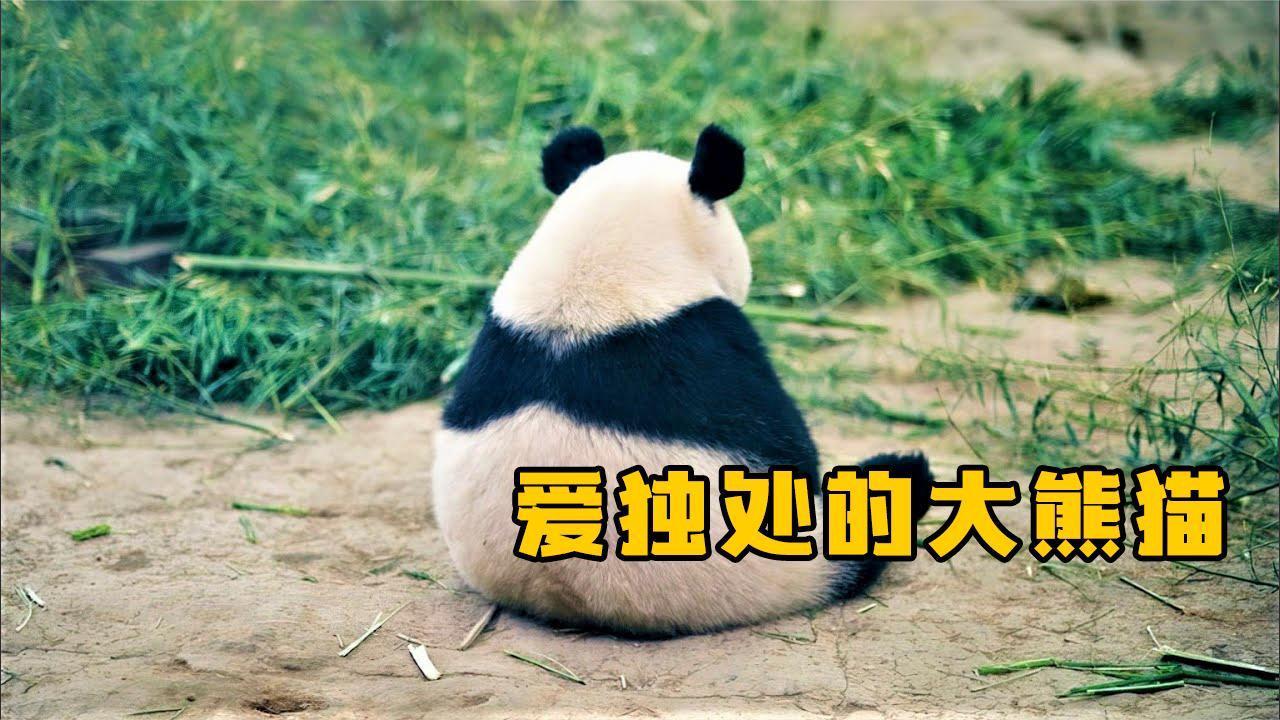 动物界4个奇特的生活习性,爱思考人生的大熊猫?鱼怕被蚊子咬?