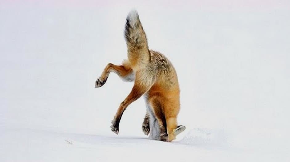 网红狐狸靠这个动作出名,为什么这样做呢?网友:一定是二哈附体