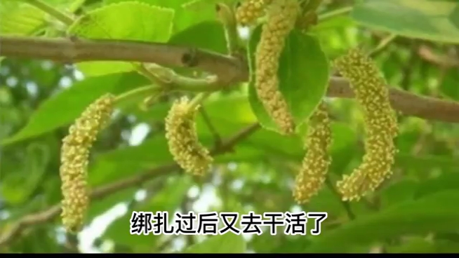 #传承中医文化 桑白皮#中医 今天讲讲桑白皮的故事#中草药