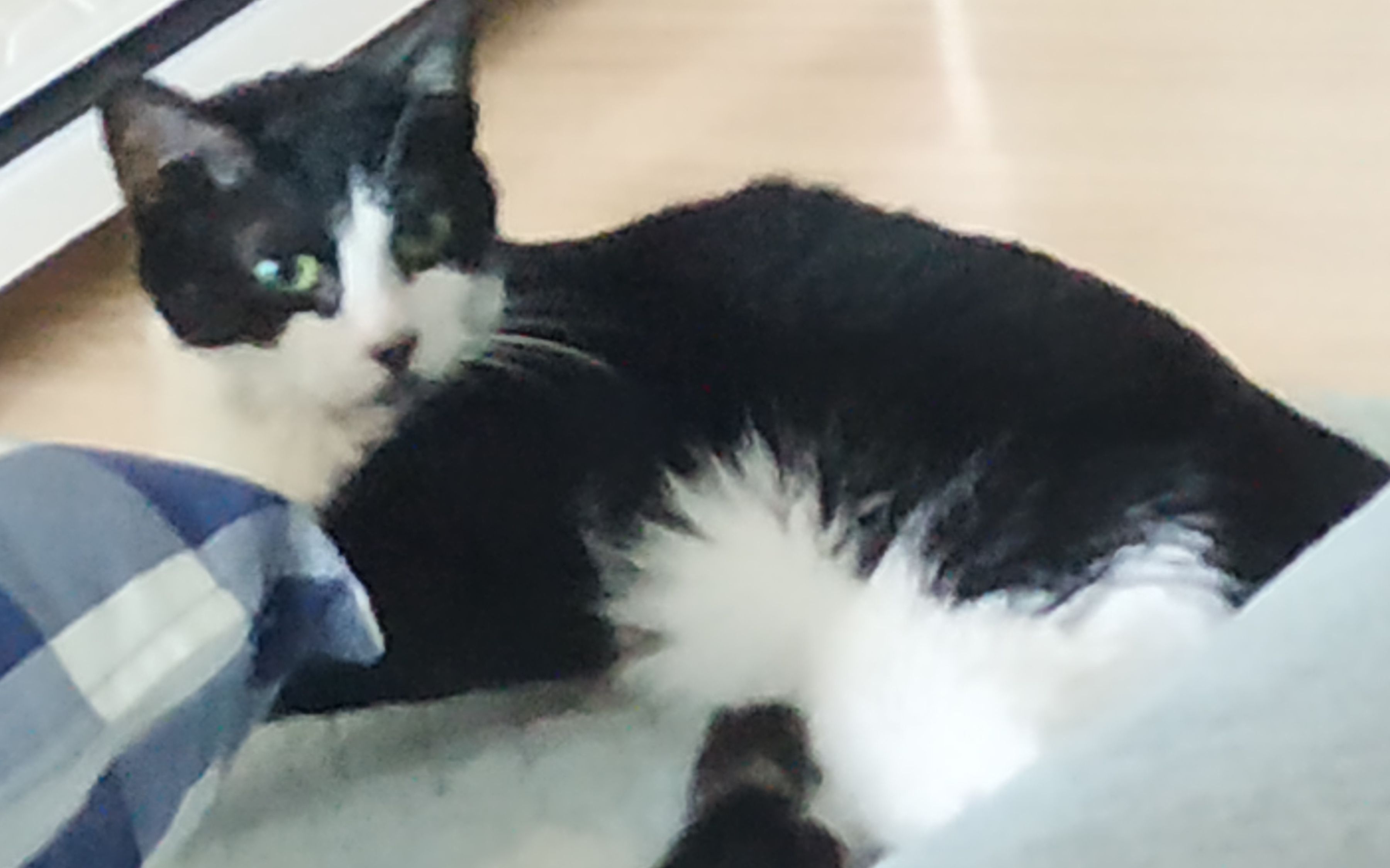 砰砰计划冒险模式之斩杀