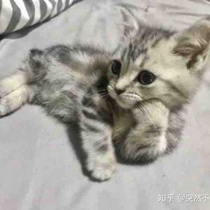 被迫下凡的猪蹄仙女 