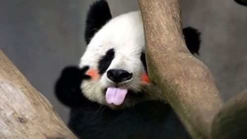 翻滚技术哪家强?熊猫宝宝翻滚大赛!Ready! Go!