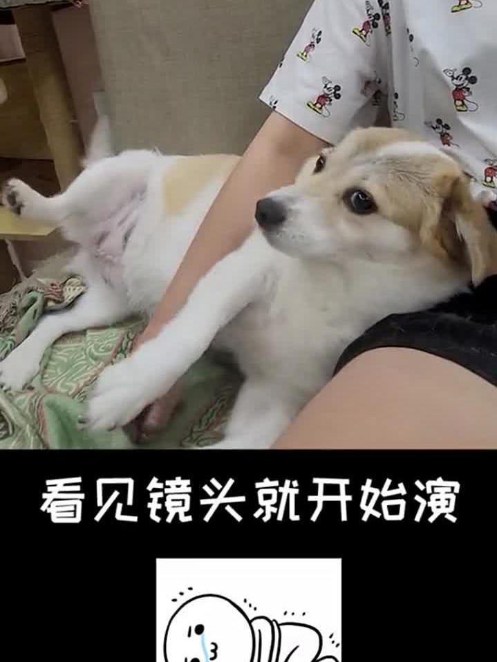 今天教你们如何在家里自制一个可爱的狗狗模型萌宠狗