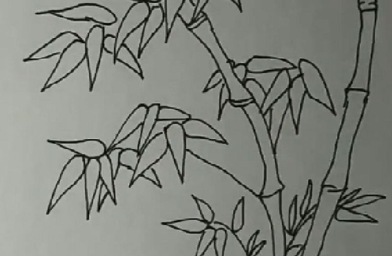 宝宝们快来和我一起画简笔画竹子吧