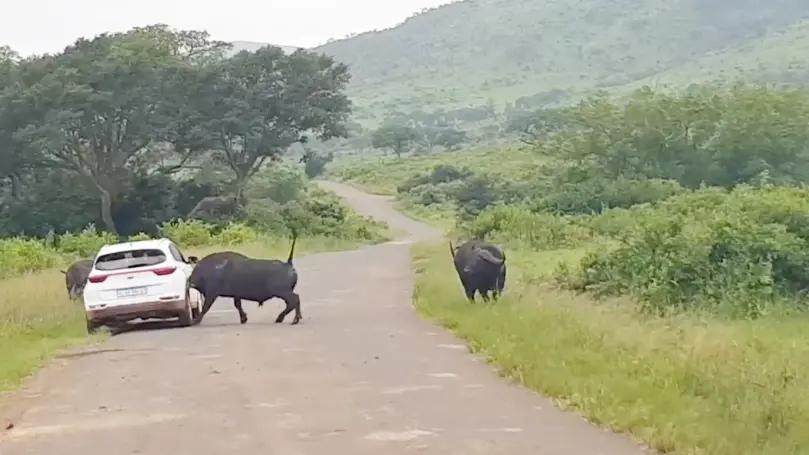水牛在马路上觅食,司机抱着侥幸心理冲过去,下一秒就后悔了
