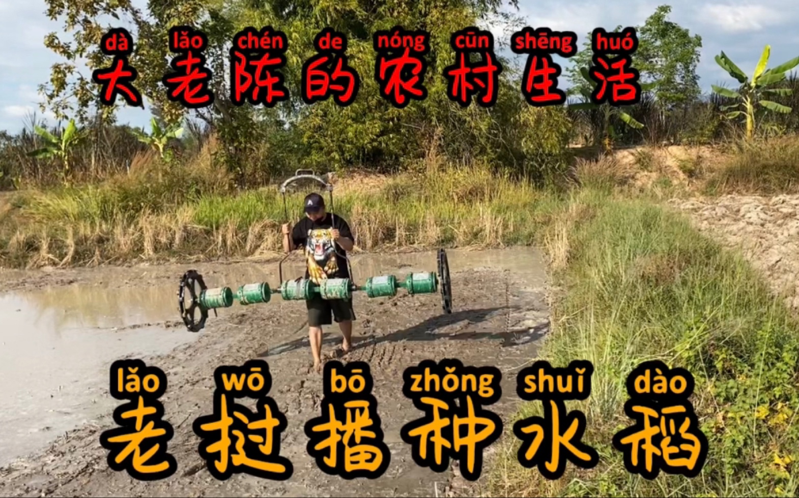 大老陈在老挝农村,今天带你们看看老挝是怎么播种水稻,这样也很简单...