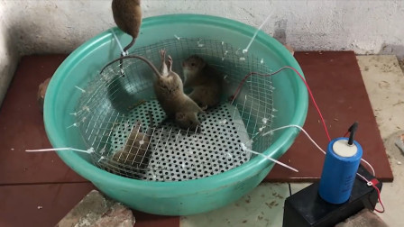 农村大叔发明电动捕鼠神器,成本不到50块?保证进去就出不来