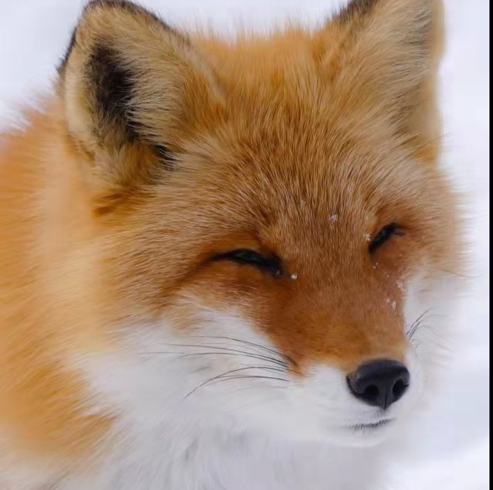 狗剩是个发财迷 