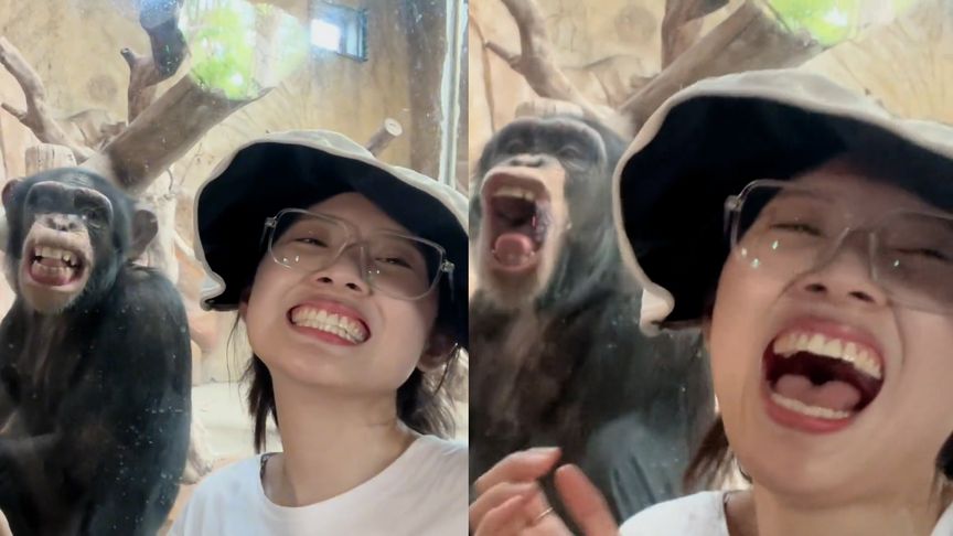 女子和儿子合影被猩猩模仿,一举一动神同步:像一个模子刻出来的