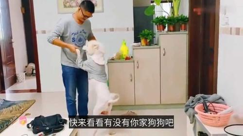 狗狗颜值排行榜,最好看的几种狗狗,你家养了吗?