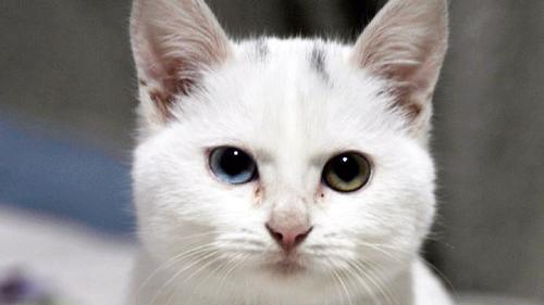 颜值担当宠物之波斯猫,波斯猫:老铁没弊病