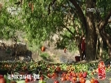 《记住乡愁第二季》 20160426 第二十二集 南长滩村——规矩传家