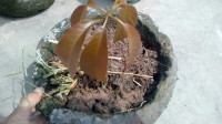 芒果核能种出芒果小苗吗?什么样的芒果核能种出芒果小苗?芒果核怎么...