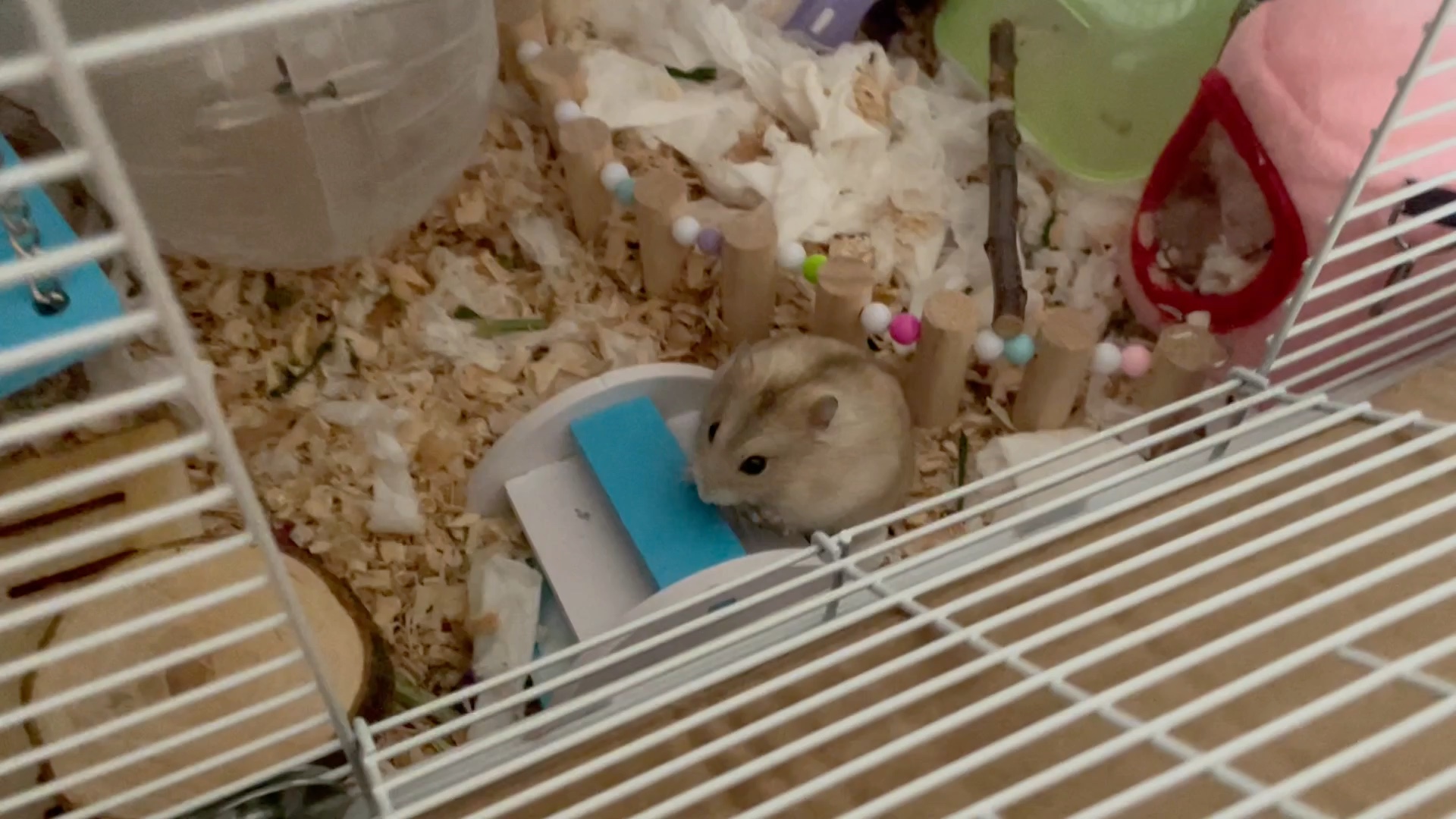 绒茸宝又开始储粮了