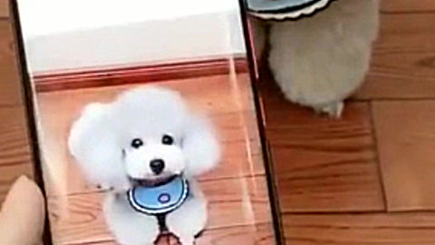 会模仿的狗狗,厉害了!