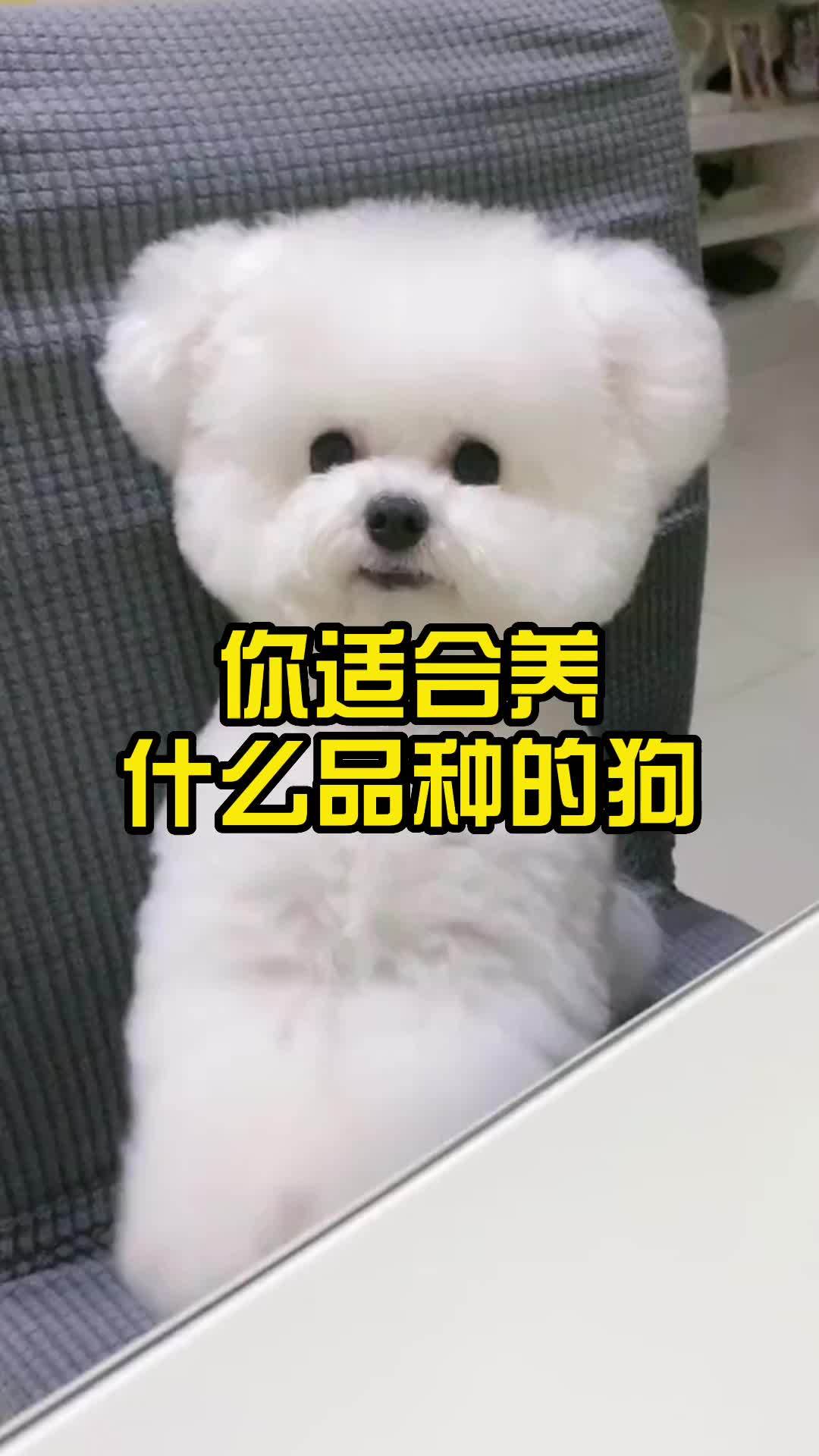 你适合养什么品种的狗宠物知识萌宠科学养宠攻略狗狗