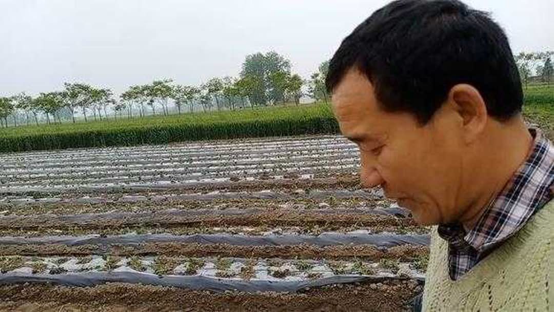 种红薯如何保护滴管带?改装一个施肥器好用又不发钱?看看吧.